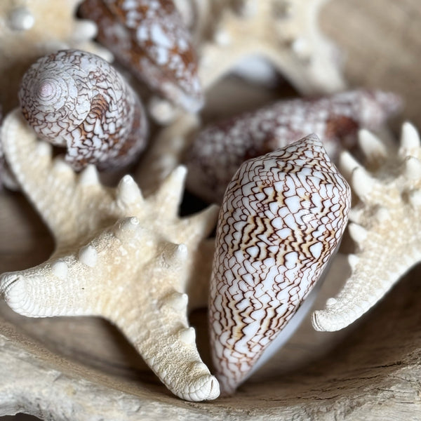 Conus Textile Shells (Pack of 3) – Inside Home Style